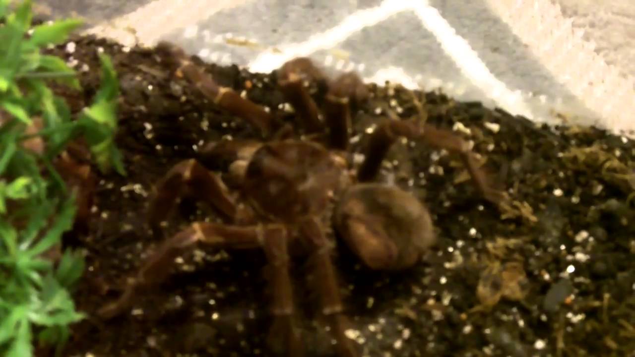 Theraphosa stirmi (formerly T.sp Burgundy, spinipes) Mating Attempt 5 ...