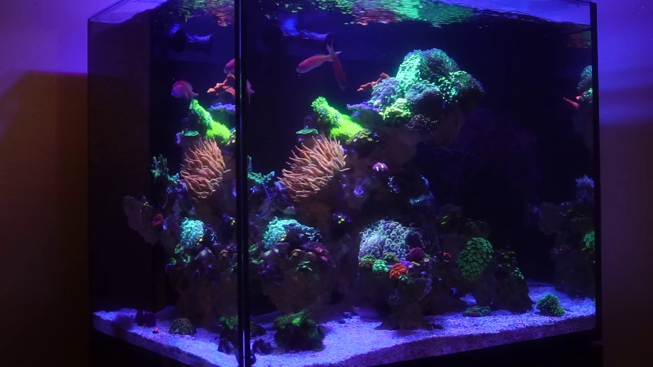 Red Sea Reefer 170 - YouTube