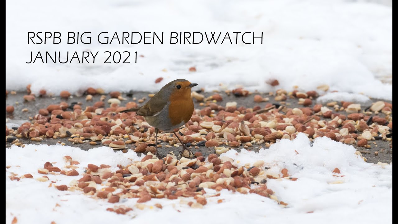 RSPB BIG GARDEN BIRDWATCH | UK BIRDS | GARDEN BIRDS | NATURE | WILDLIFE ...