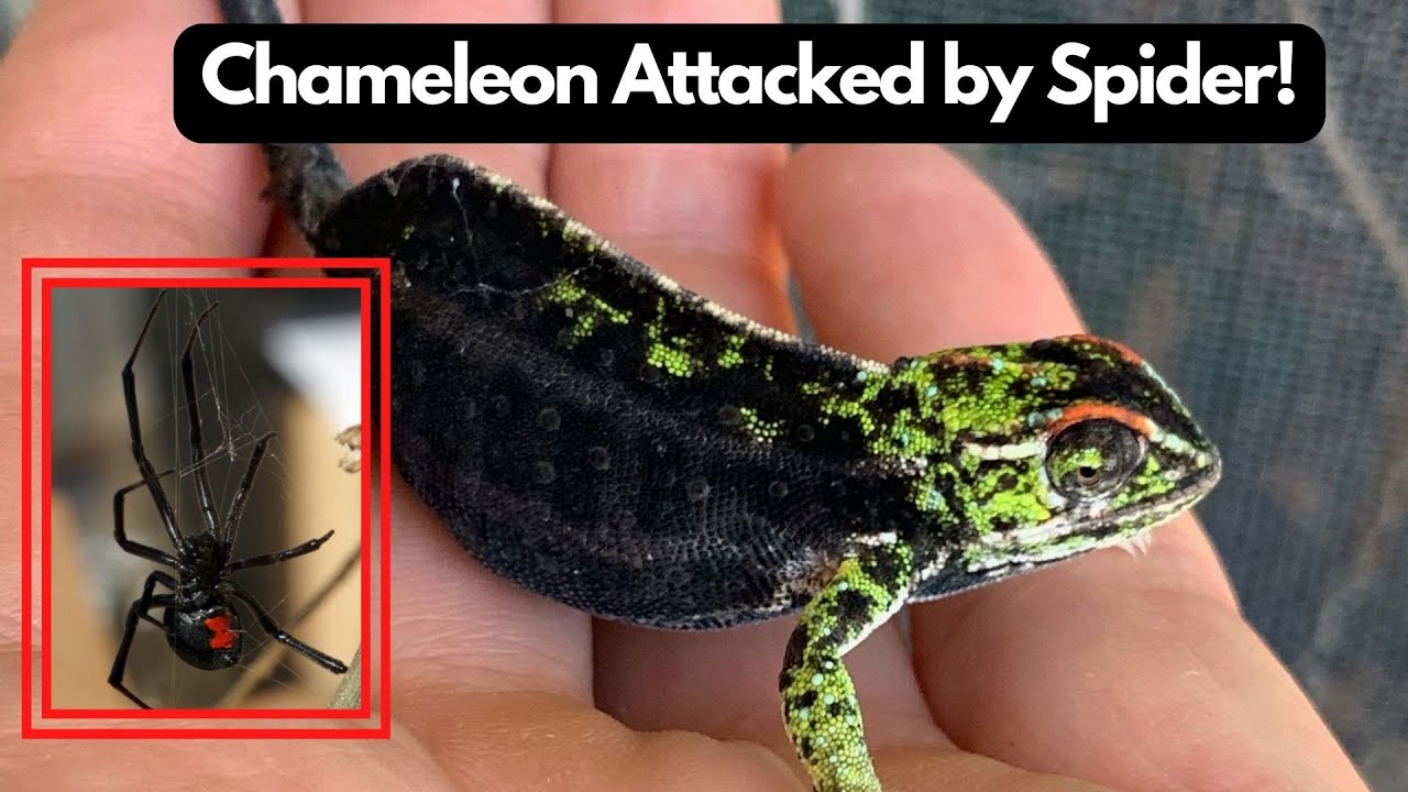 A Spider Attacked my Chameleon! - YouTube