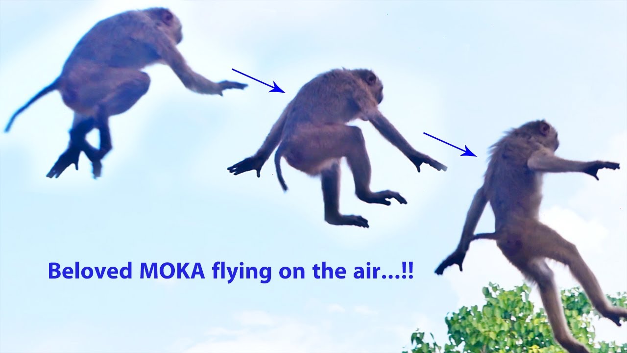 Super Star ! Beloved MOKA was to flying in the air so high - MOKA brave ...