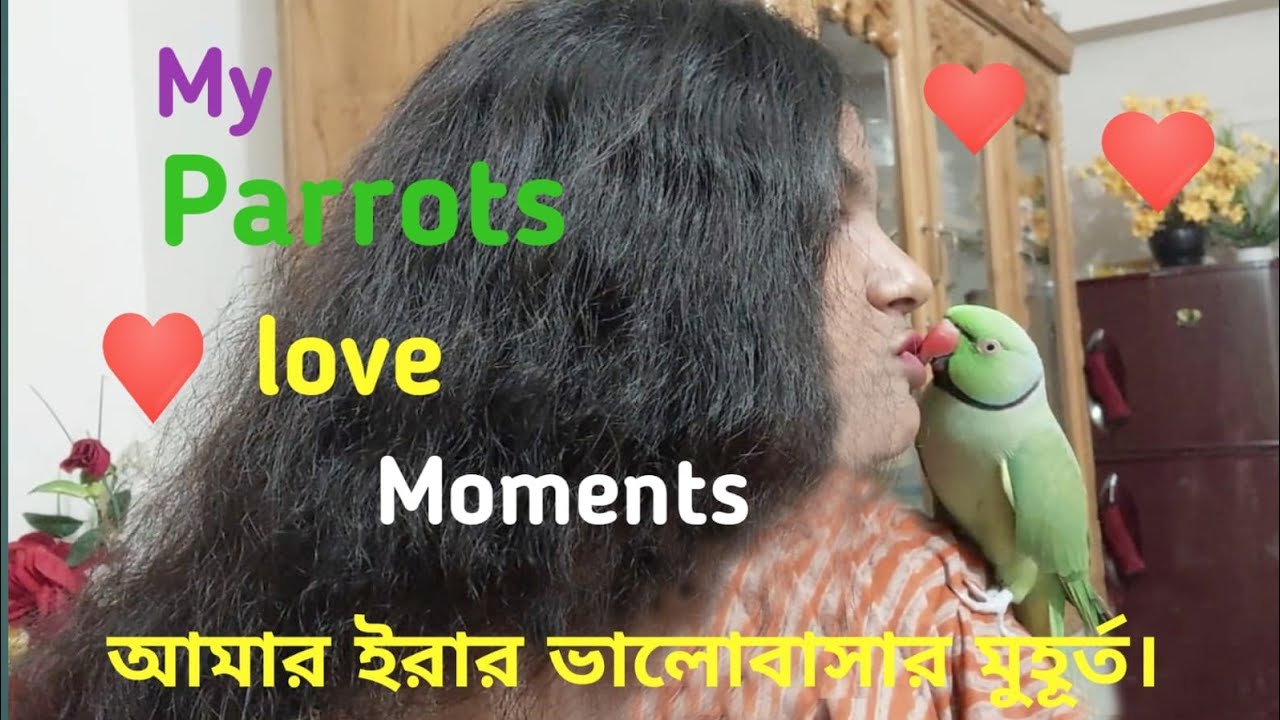 MY PARROTS LOVE MOMENTS ️ ️🦜 আমার ইরার ভালোবাসার মুহূর্ত। ️🦜 ️ - YouTube