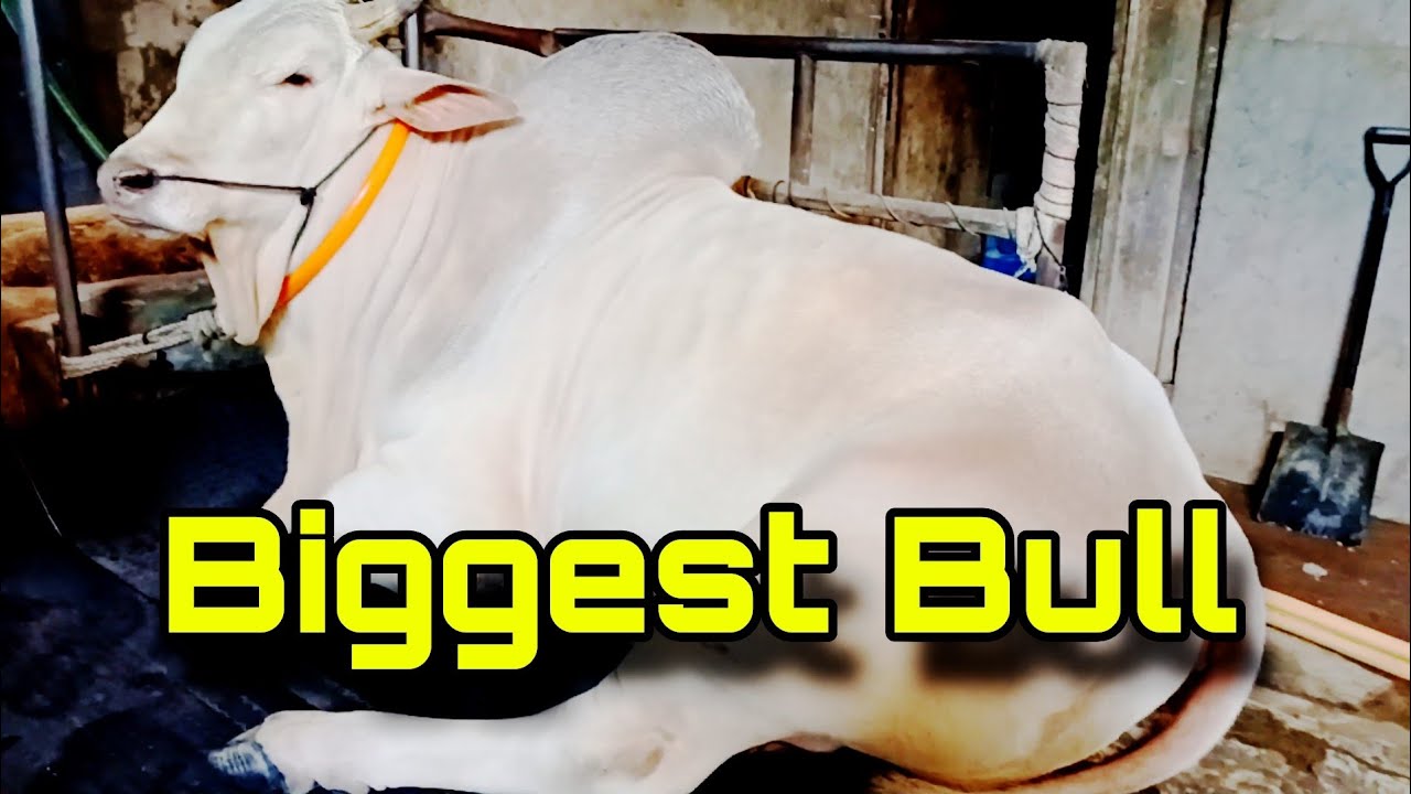 New Collection Beautiful Heavy Weighted Hasha bull & Shahiwal Bull ...