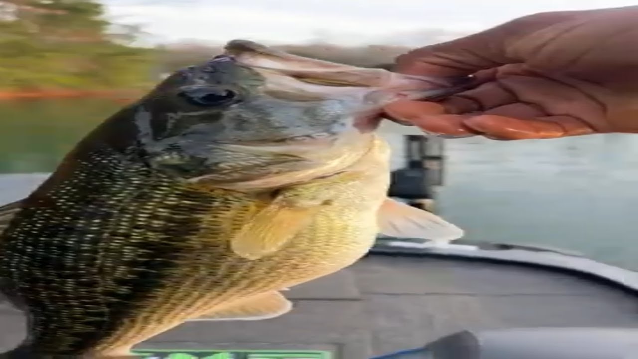 Bass Fishing - $100 Bass For Cash - YouTube