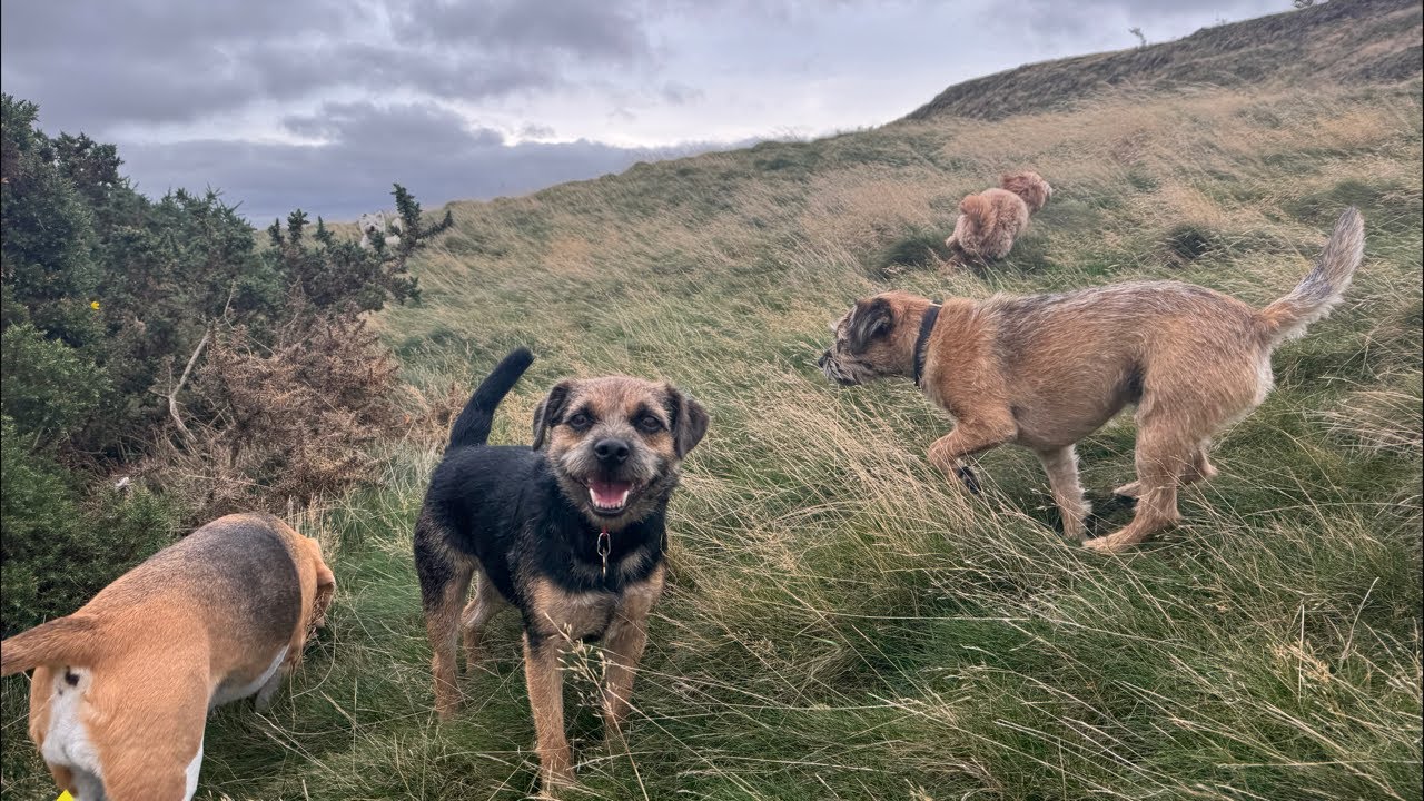 LIVE | Dog Walk | 7 Dogs 🐶 | Scotland | Thursday 9th October 2025 - YouTube