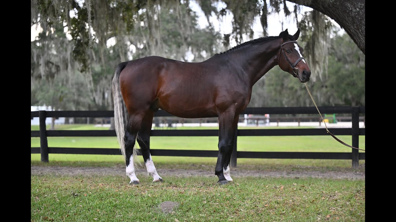 Emerald Silver '18 Stallion (Emerald x Quidam's Rubin) 3' Green Hunters ...