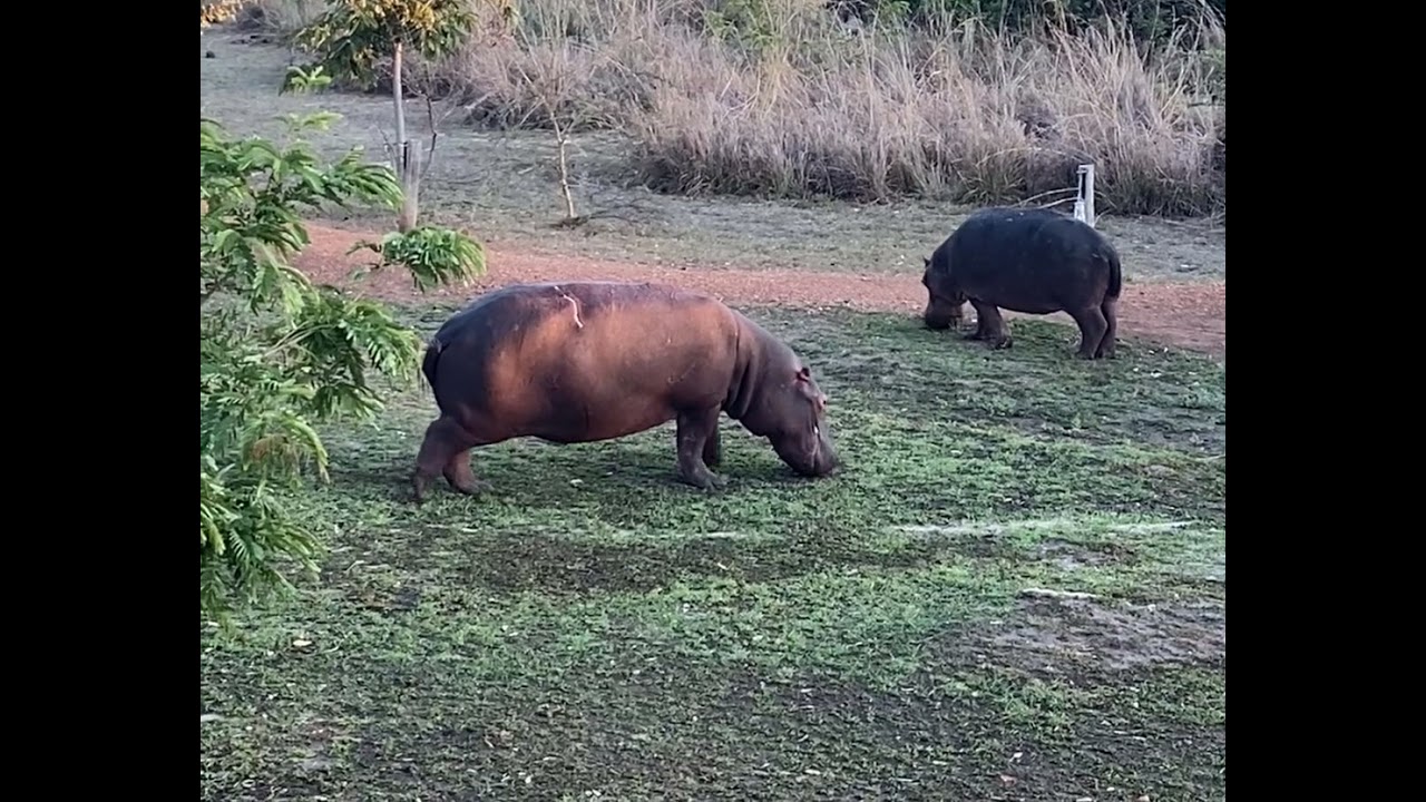 Hippos in Kafue National Park, Zambia - YouTube