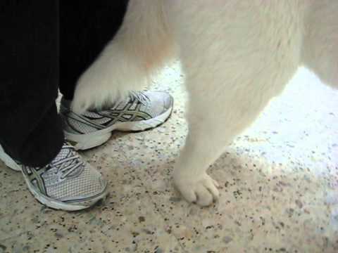 Plantigradismo y hiperextensión tibiotarsal de Akita Japones de 4 meses ...