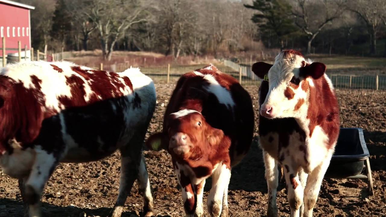 Stanpac's Drink Milk in Glass Bottles Campaign - YouTube