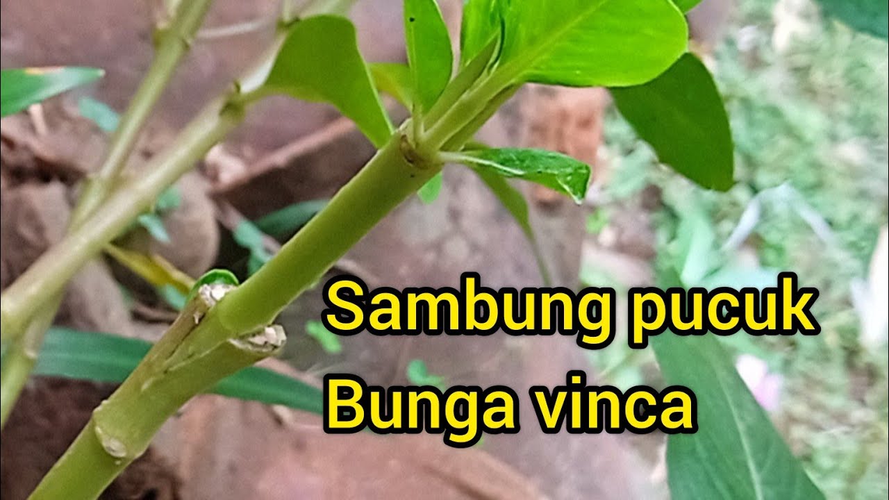 SAMBUNG PUCUK BUNGA VINCA || Bunga tapak data - YouTube