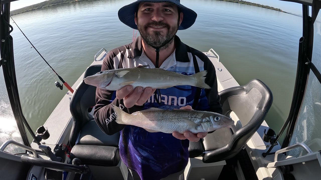 Jumpinpin Summer Whiting, Moreton Bay, Qld 29th Sept 2024 #whiting ...