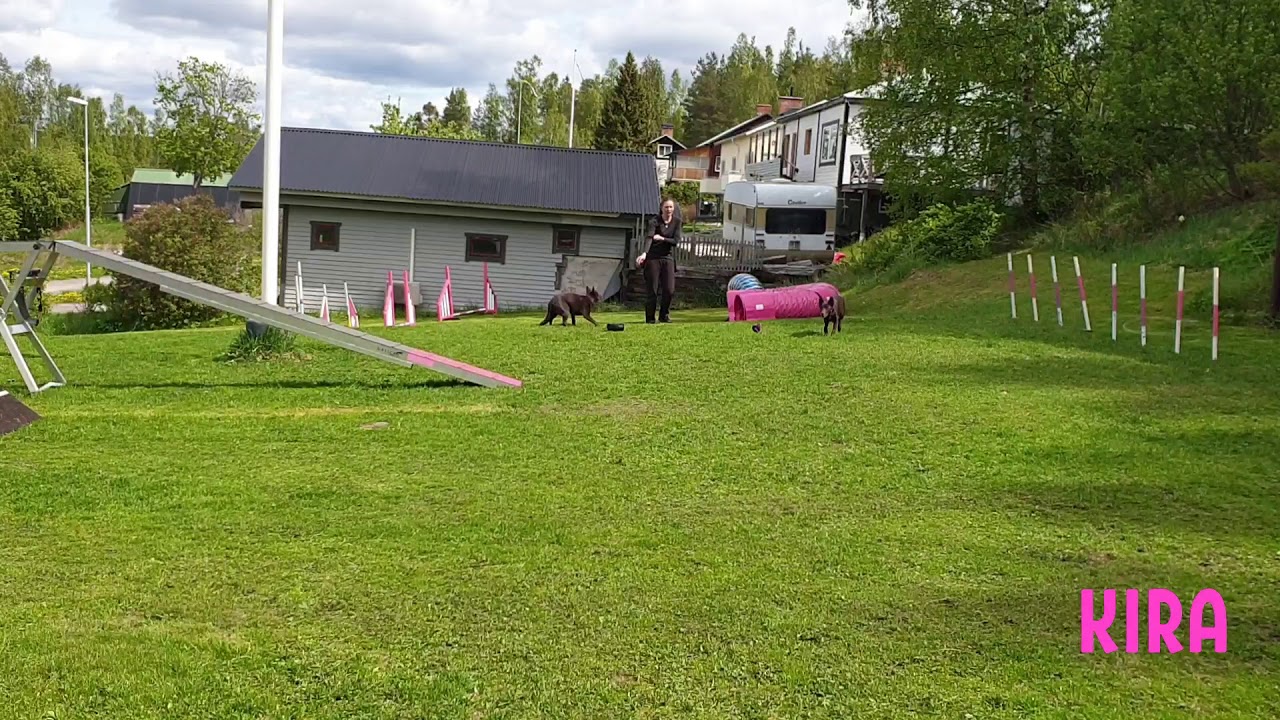 Kira running contacts training 28/5-2020 - YouTube