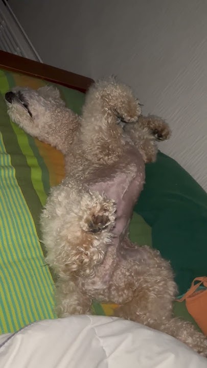 대자로 편하게 자는 노아침대끝으로 밀려 촬영 하는 집사 튼튼하게만 자라다오예쁜 꿈 꾸는 거 맞지노아야 Youtube