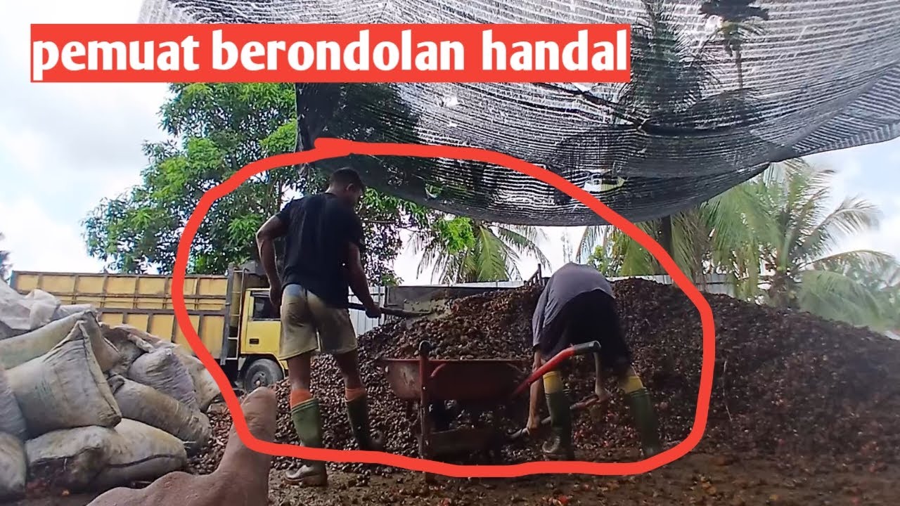 kita gas lagi muat berondolan,,,#ramjosjaychainel#pejuangrupiah# ...