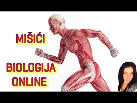 BIOLOGIJA online nastava - Građa i funkcija mišića - YouTube