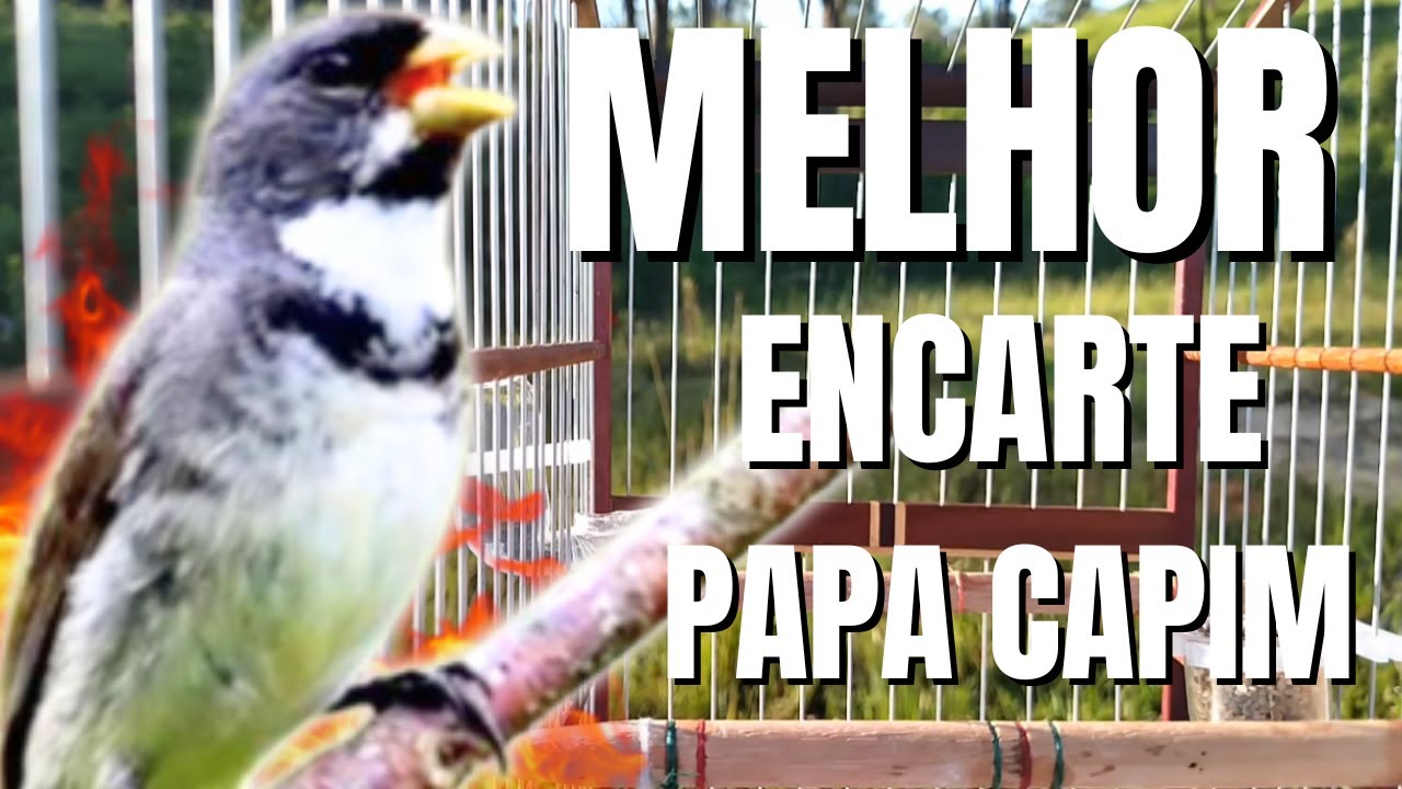 MELHOR CANTO TUI TUI PARA ESQUENTAR PAPACAPIM COM PIADO DE FÊMEA DE ...
