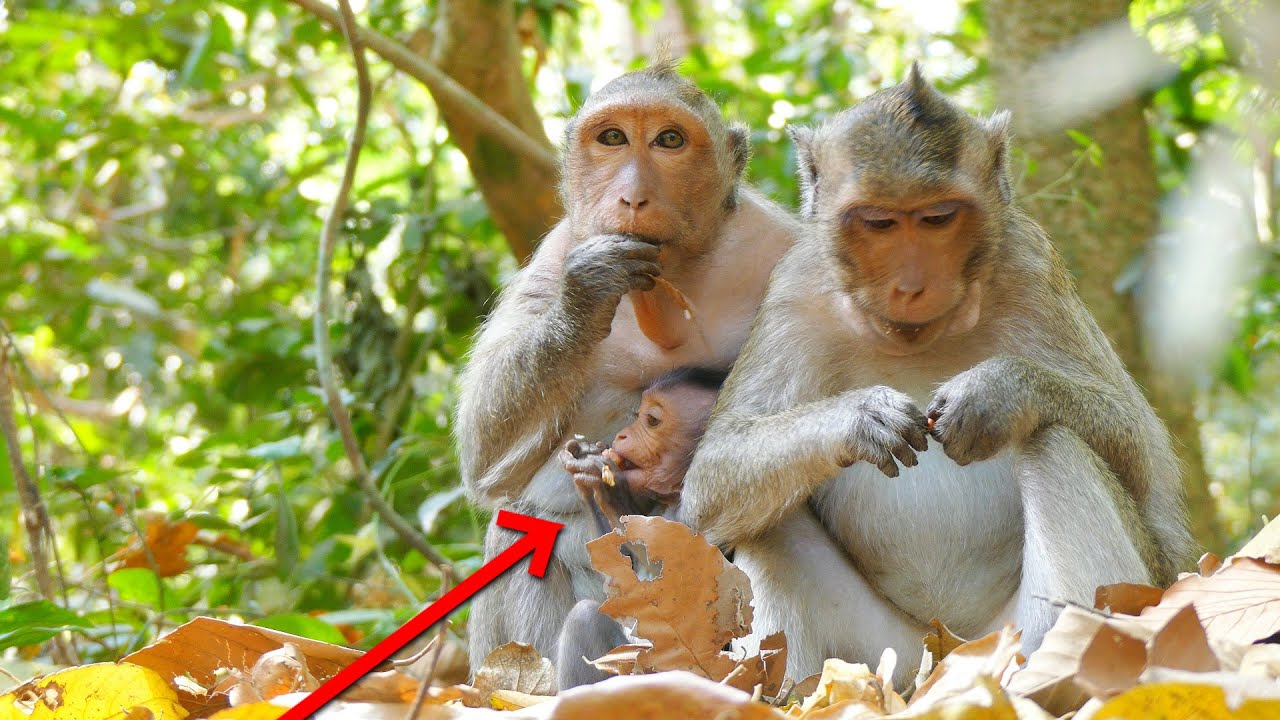 So cool monkey family - YouTube