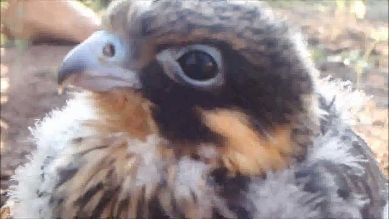 HELLO YOUTUBE!!! TALKING FALCON !!!! - YouTube