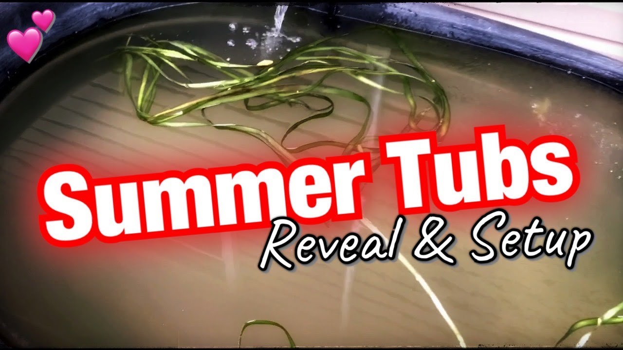 Summer Tubs: Fish Reveal and Setup - YouTube