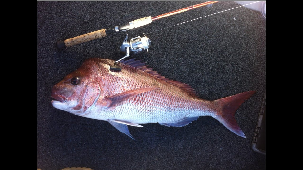 Gold Coast Snapper 2014 - YouTube