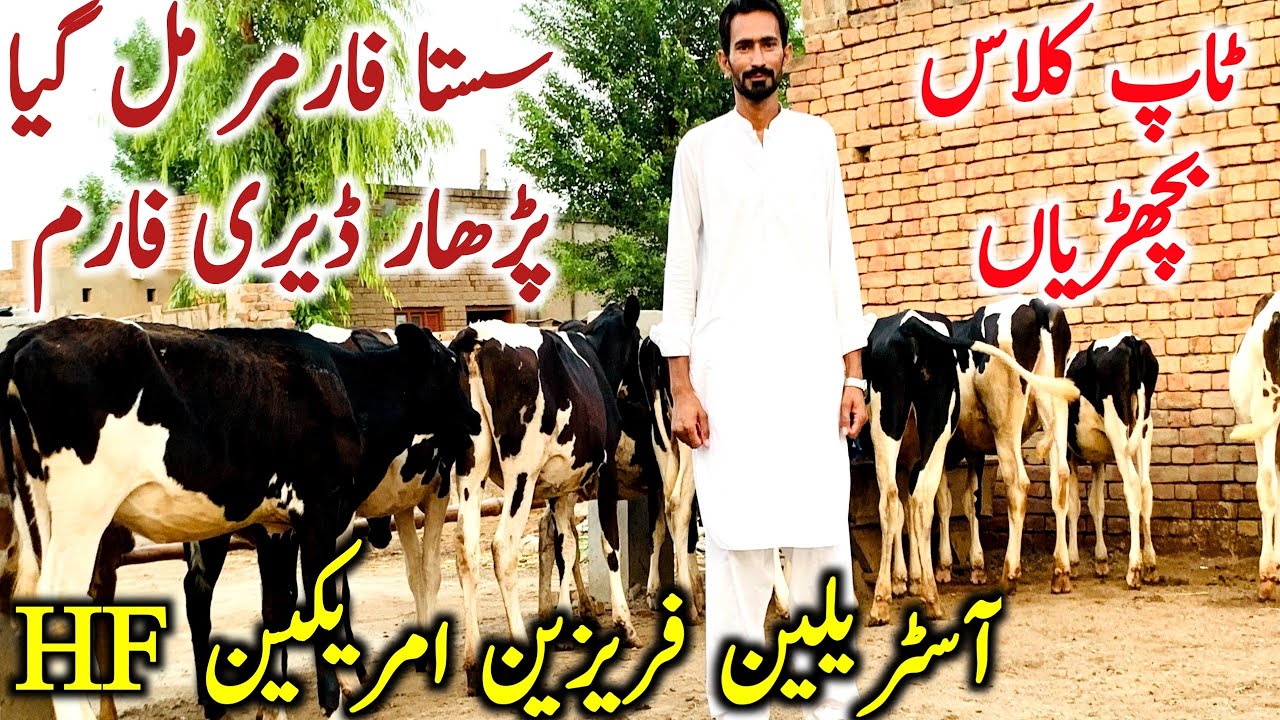 Australian Friesian Dutch Hiefers | Dairy Cattle Livestock Salam ...