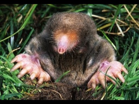 Fossorial Adaptations - YouTube