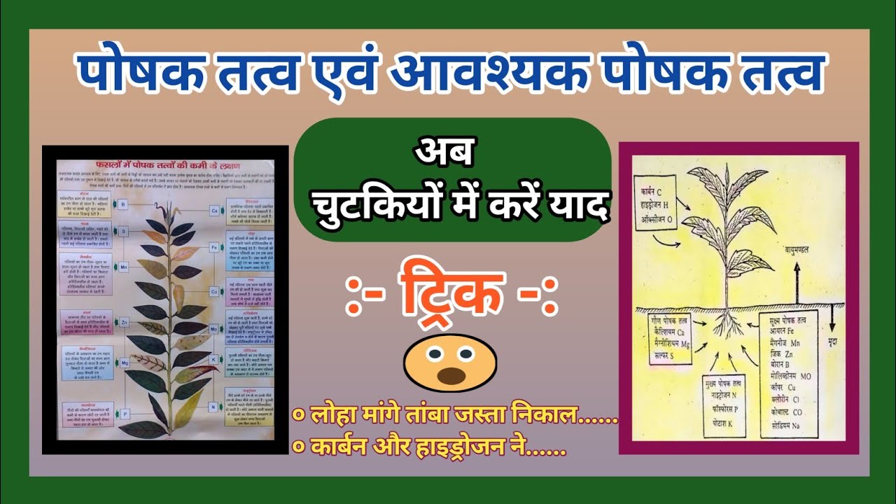 Paudhon ke liye avashyak poshak tatv ! पौधों के लिए आवश्यक पोषक तत्व ...