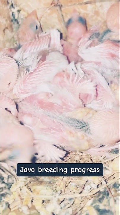 java sparrow colony breeding progress| How to silver jawa white java ...
