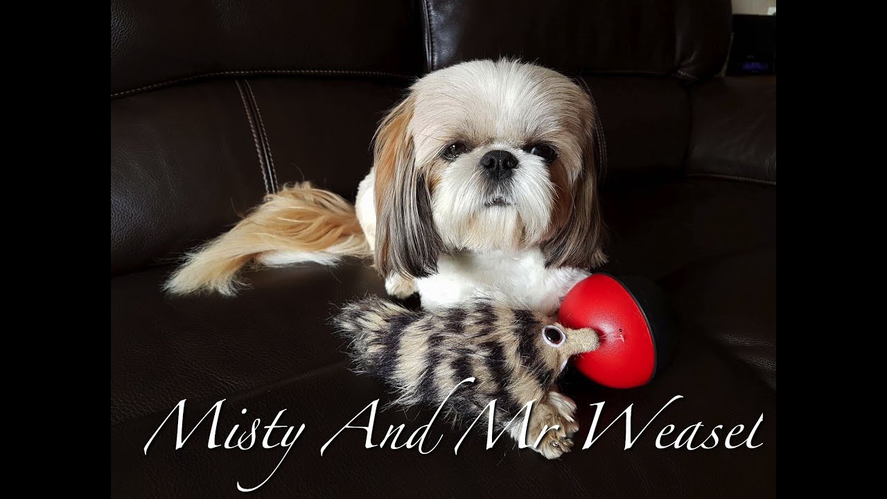 Misty And Mr Weasel - YouTube