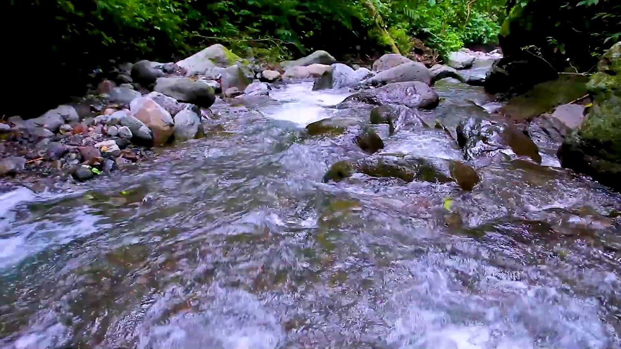 Gentle Forest River | Peaceful Stream Flow for Stress Relief and ...