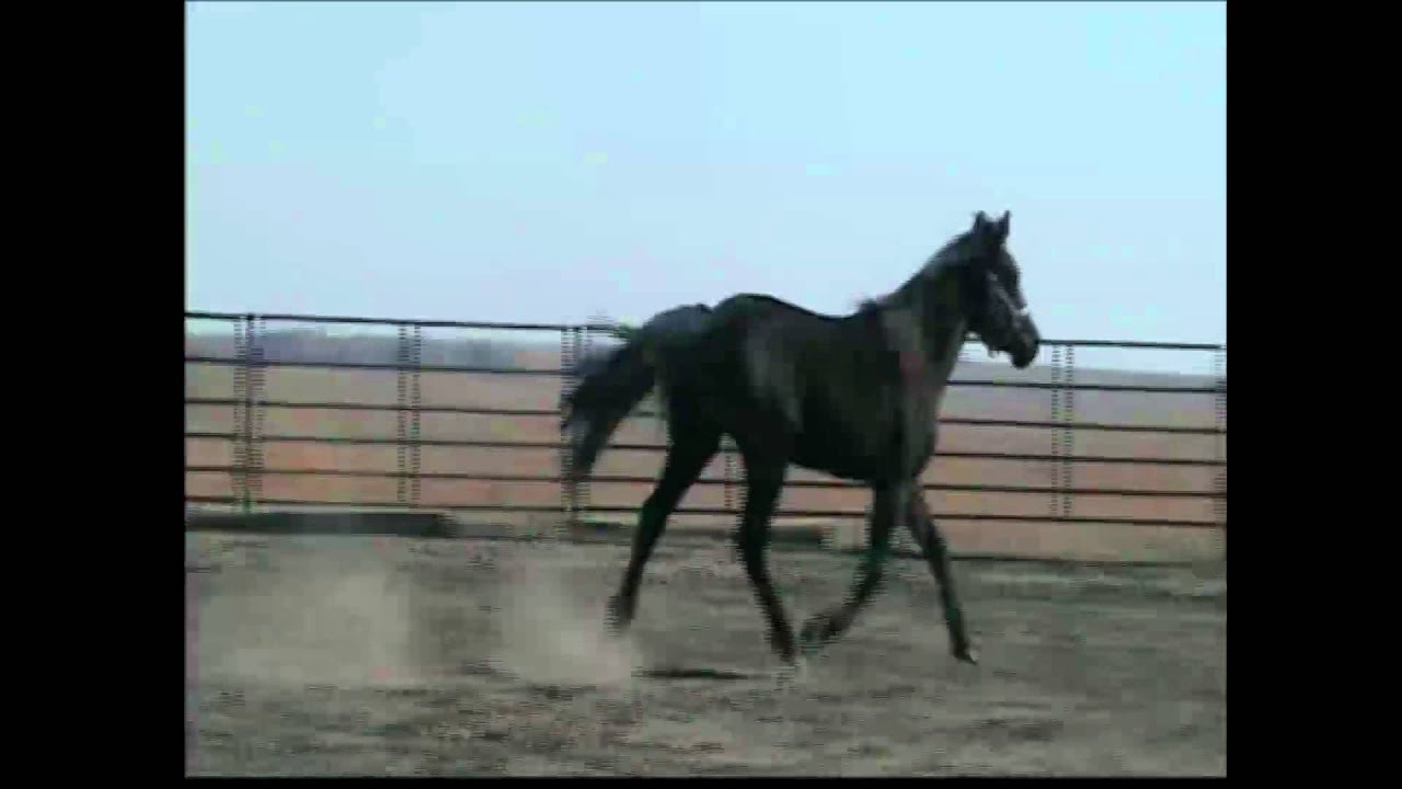 GRM SHYANNE ROSE - YouTube