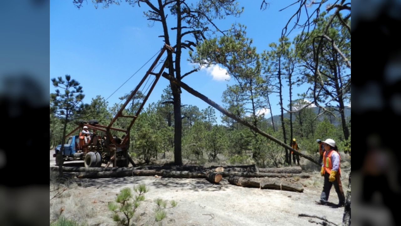 Actividades de aprovechamiento forestal maderable aserraderos - YouTube