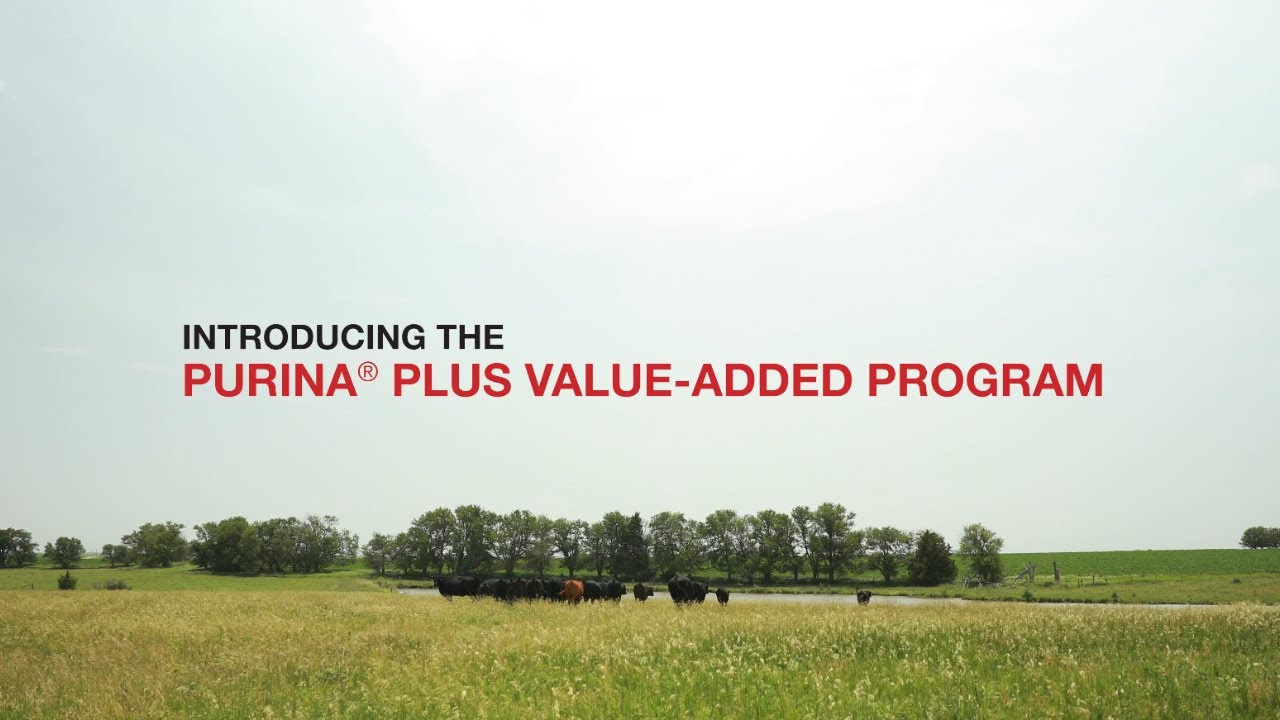 Purina® Plus Value Added Program Drives Producer Success - YouTube