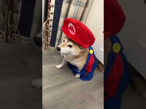 Super Mario Doge - YouTube