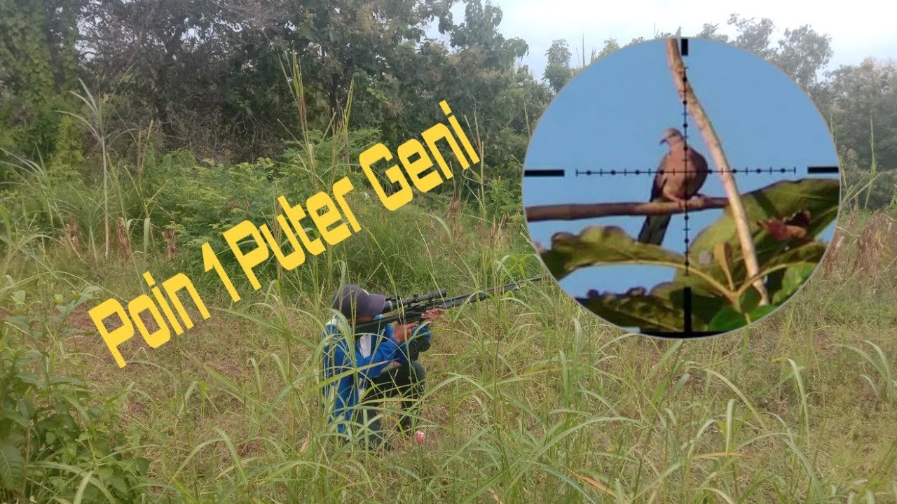 Ngebolang Berburu Burung puter geni - YouTube