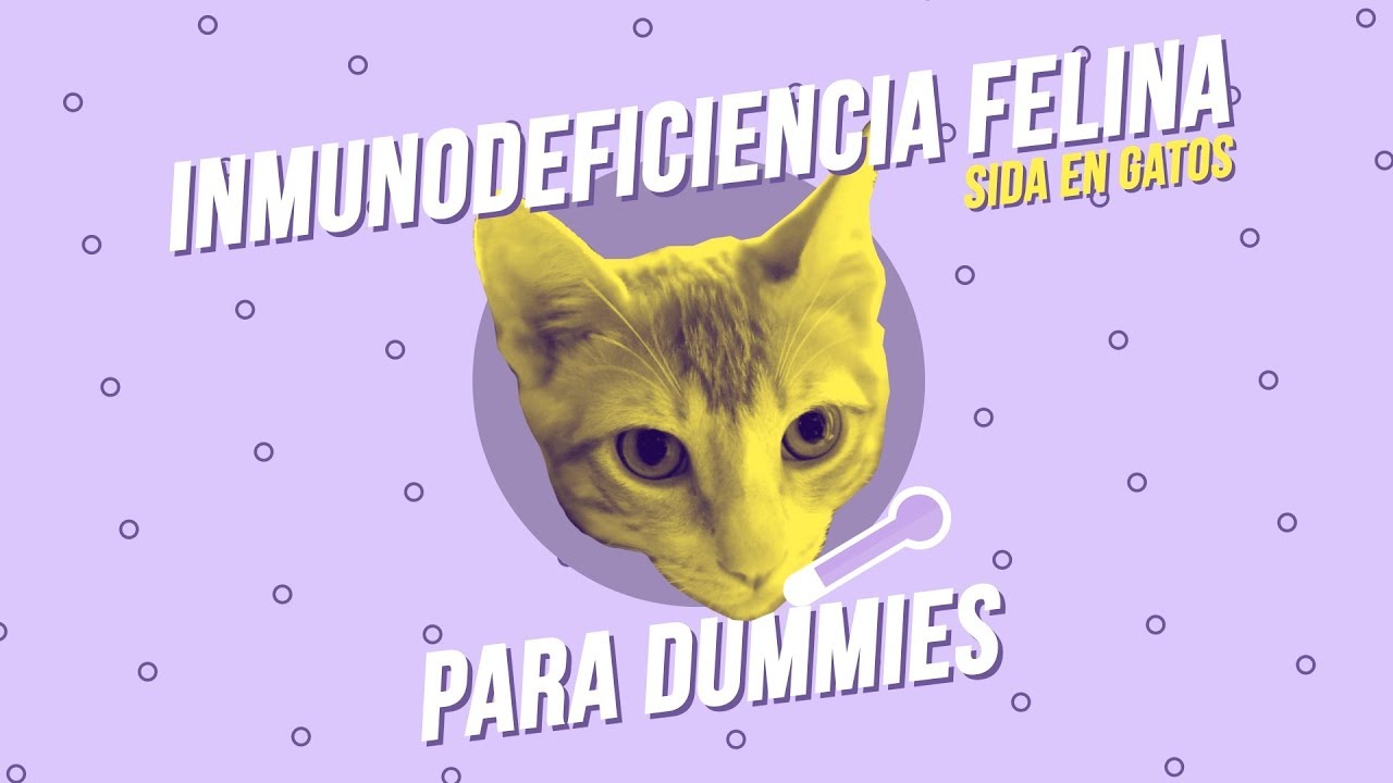 Inmunodeficiencia felina 😺🌡️| ¿Qué cuidados necesita tu gato con #VIF ...