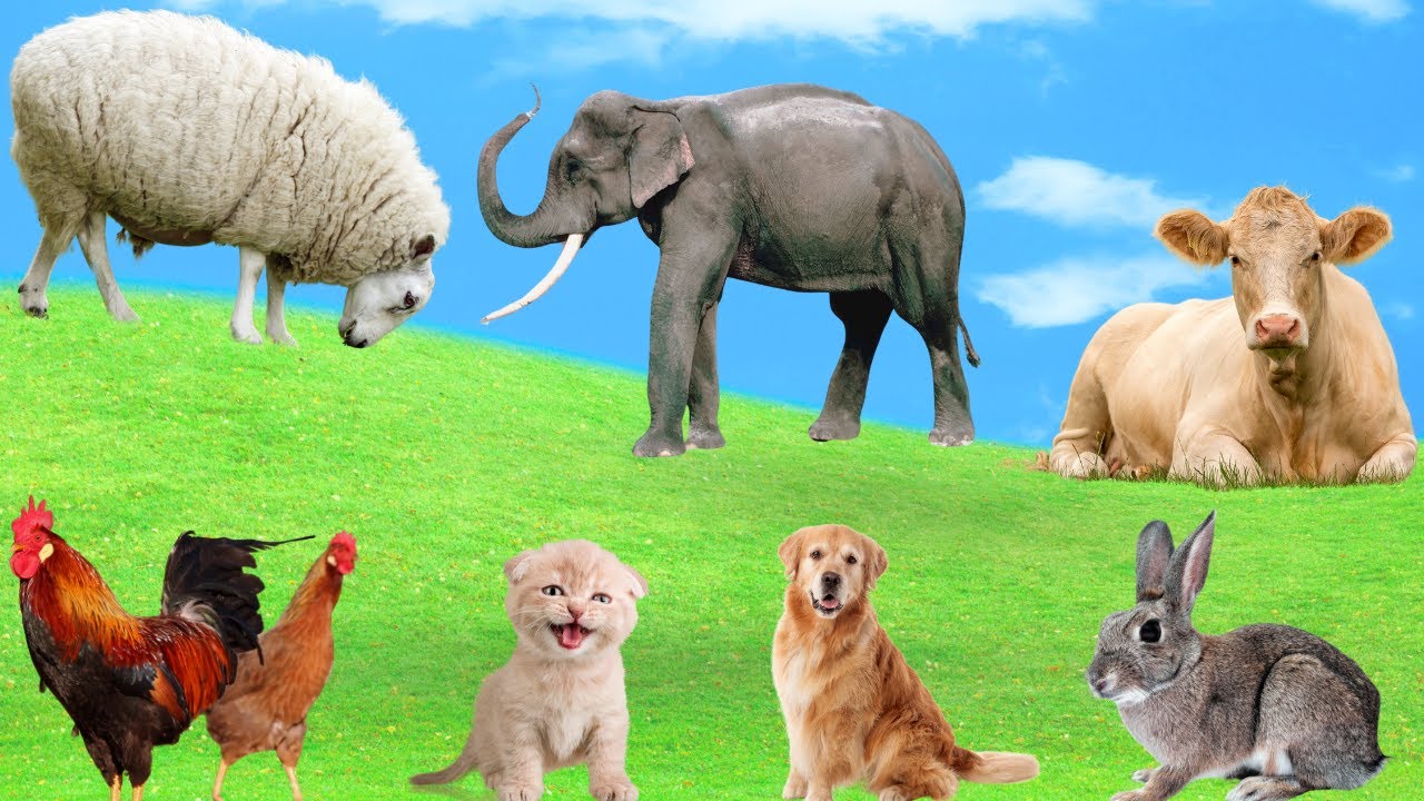 Farm animal sounds: dog, cat, chicken, cow, sheep, pig, sheep - Happy ...