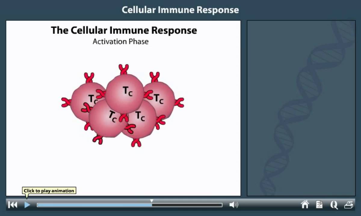 Cell mediated immunity animation - YouTube