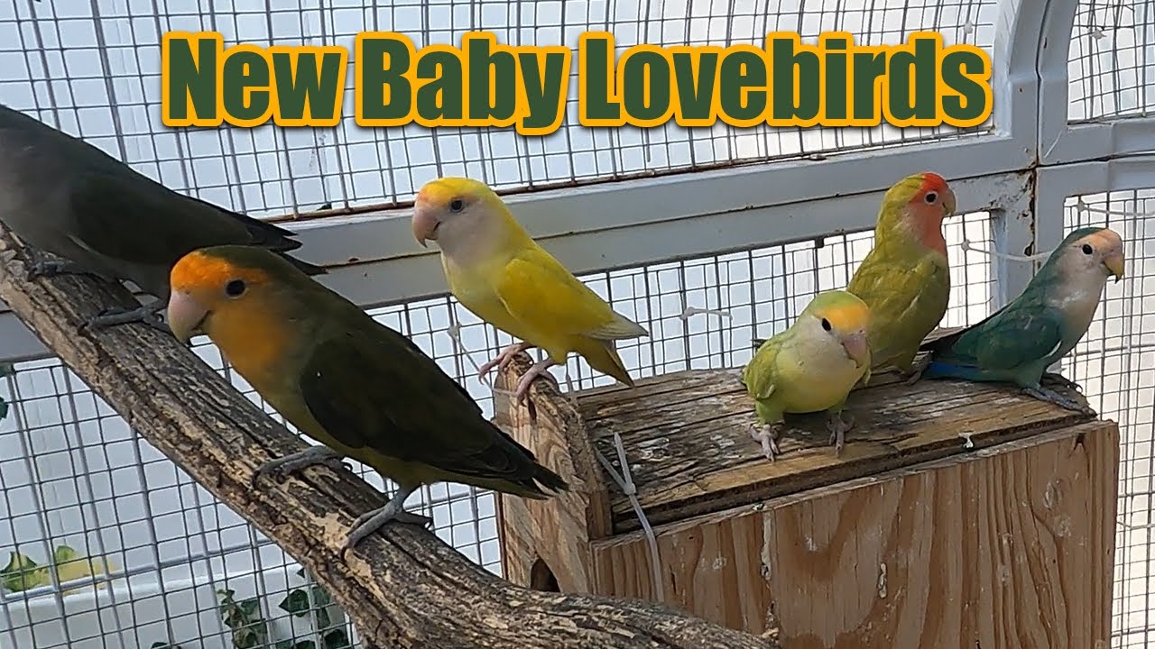 New Baby Lovebirds Hatched - YouTube