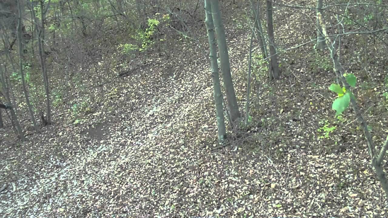 young doe i shot!!!! My first deer with my new Mathews EZ7 - YouTube