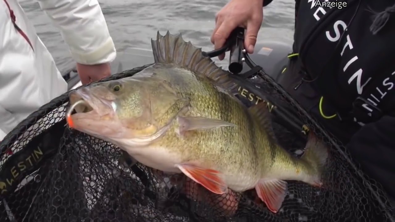 Westin - Mega Perch on ShadTeez and Ricky the Roach by Dietmar Isaiasch ...