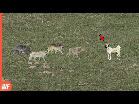 Look What Happened When These Wolves Attacked Kangal