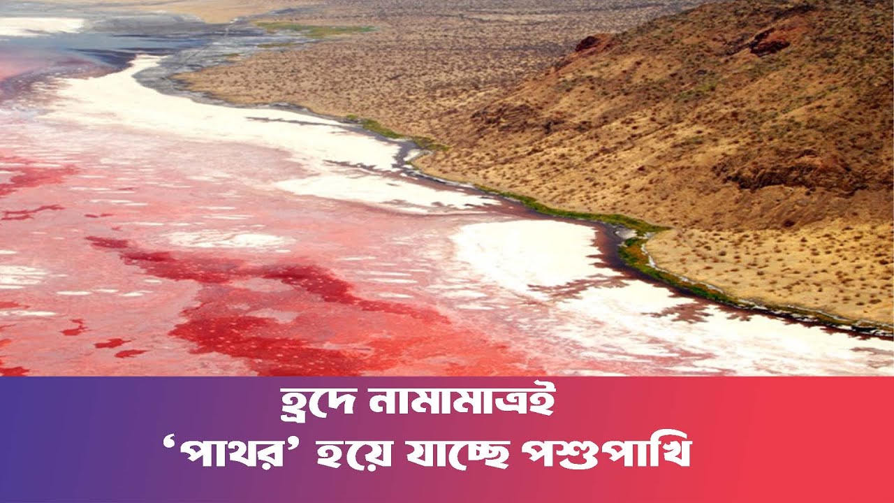 হ্রদে নামামাত্রই ‘পাথর’ হয়ে যাচ্ছে পশুপাখি II torongo tv - YouTube
