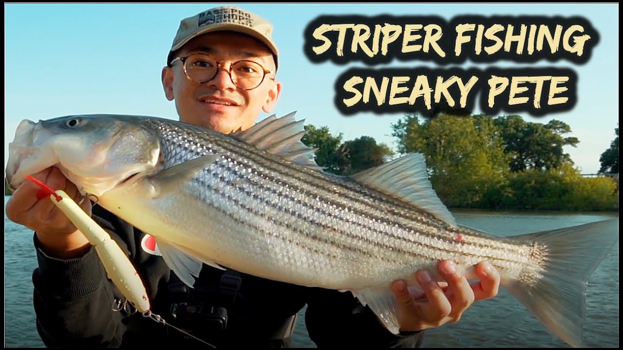 Striper Fishing Sacramento River glidebait - YouTube