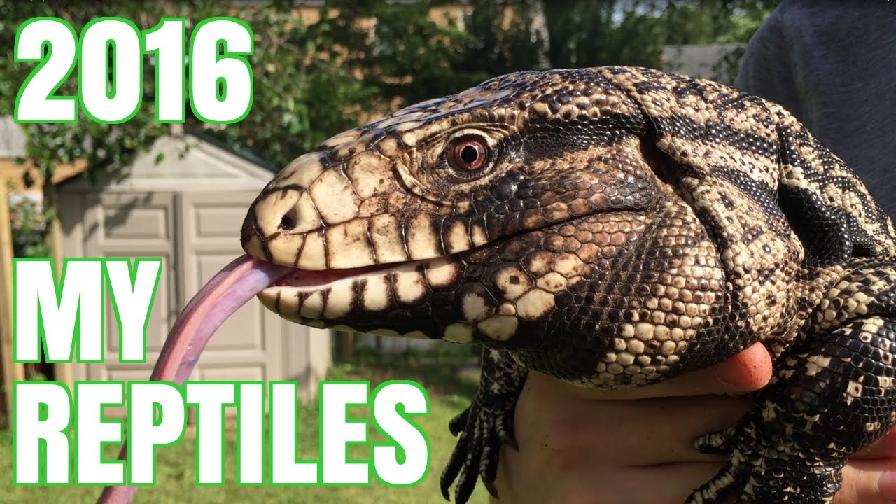 The Ultimate Pet Reptile Collection - YouTube