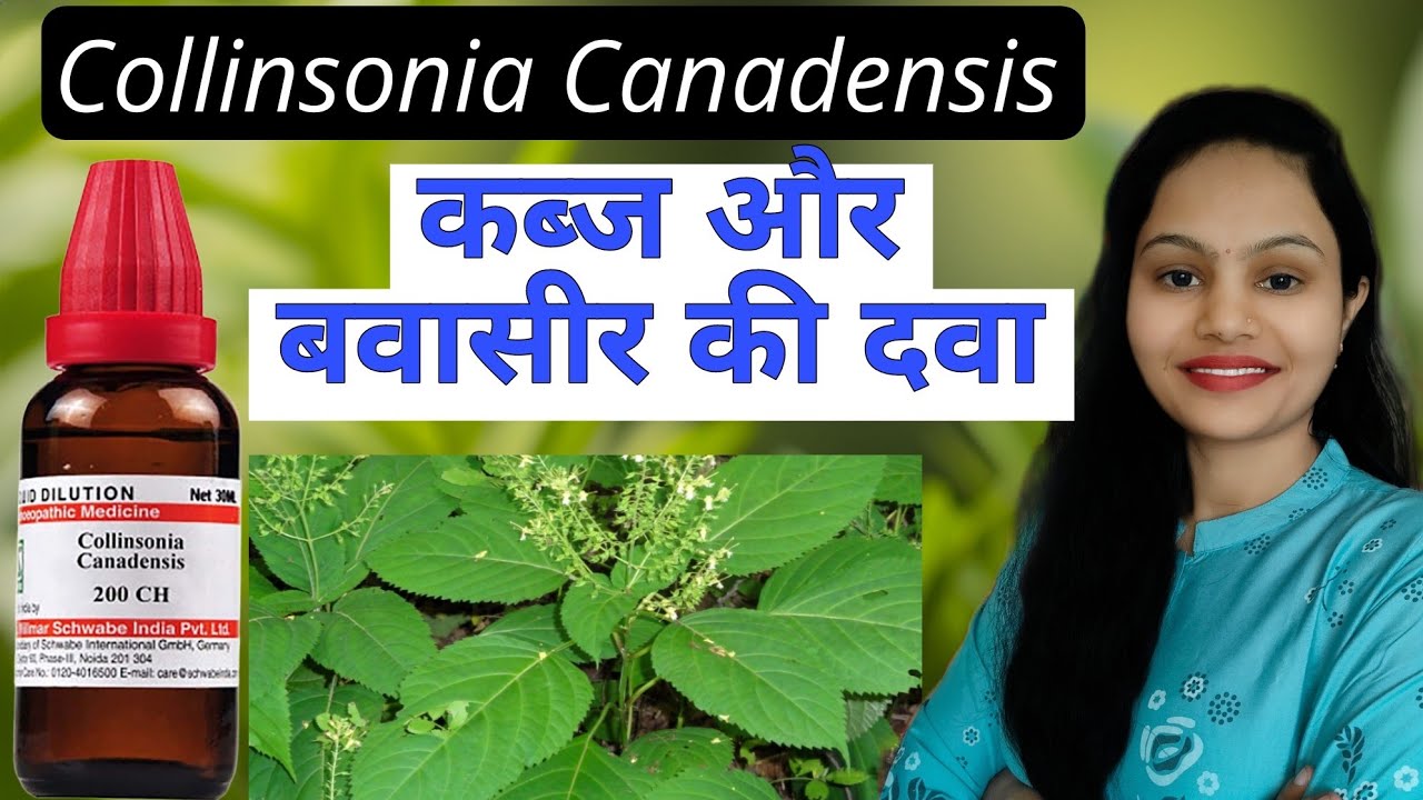 Collinsonia Canadensis Homeopathic medicine | Piles during pregnancy ...