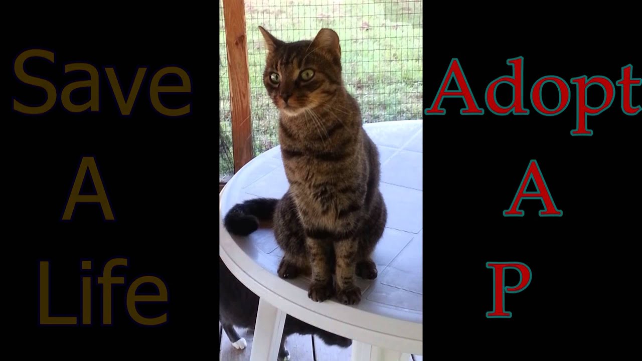 ARC Cats - YouTube