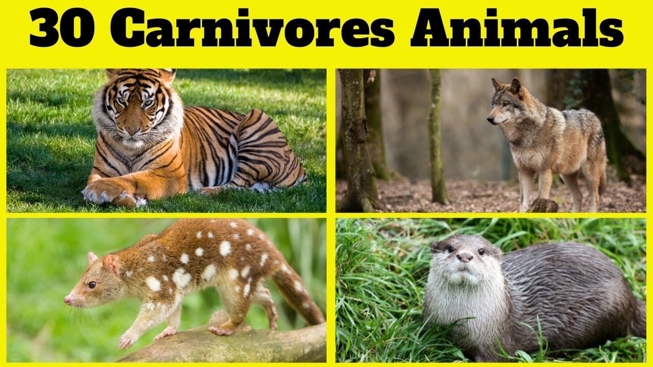 🐯🦁🦈🐊Learn 30 Carnivorous Animal Names with Pictures: Fun & Educational ...