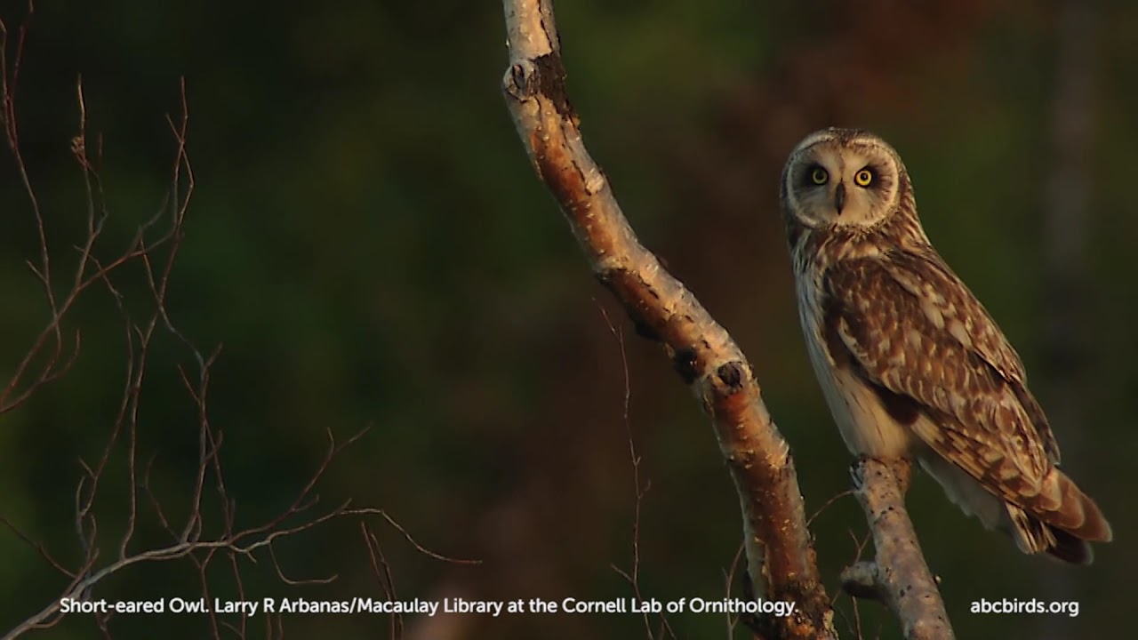 Short-eared Owl - YouTube
