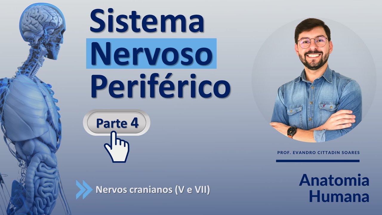 SISTEMA NERVOSO PERIFÉRICO - PARTE 4 - NEUROANATOMIA - YouTube